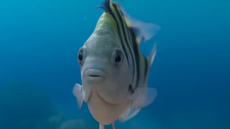 Disney's 'The Little Mermaid' Remake Star Jacob Tremblay Stands By ...